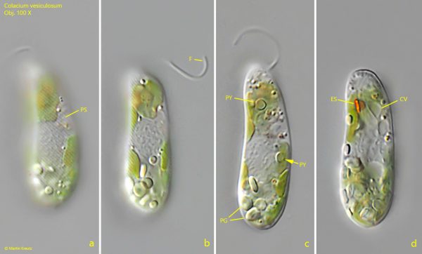 Colacium vesiculosum – Real Micro Life