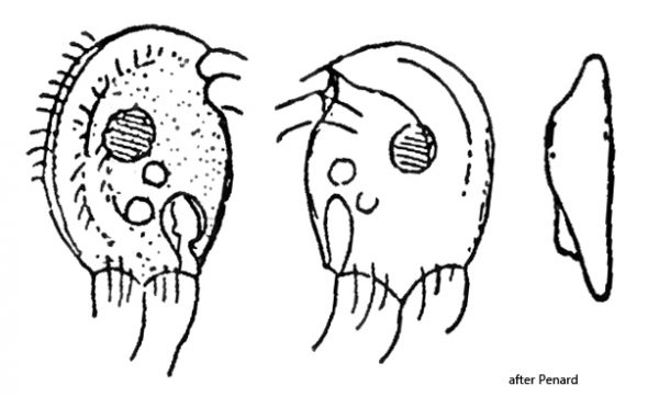 Microthorax tridentatus – Real Micro Life