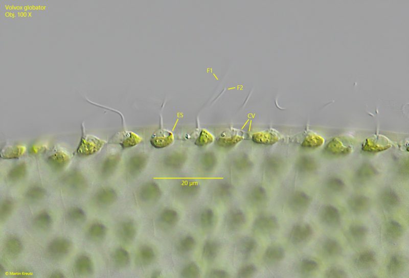 Volvox globator – Real Micro Life