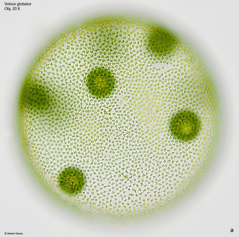 Volvox globator – Real Micro Life