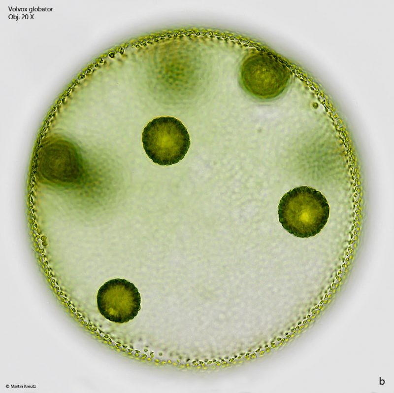 Volvox globator – Real Micro Life