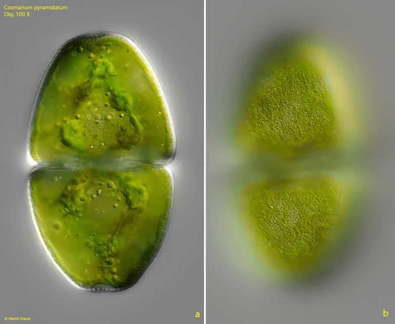 Cosmarium pyramidatum – Real Micro Life