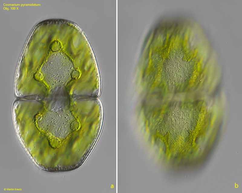 Cosmarium pyramidatum – Real Micro Life