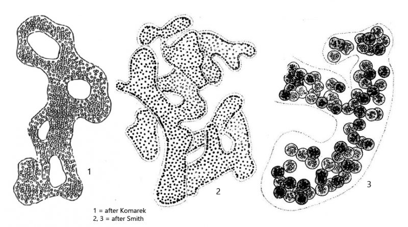 Microcystis aeruginosa – Real Micro Life