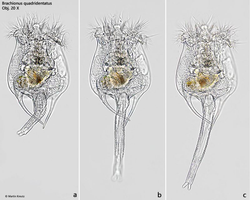 Brachionus quadridentatus – Real Micro Life