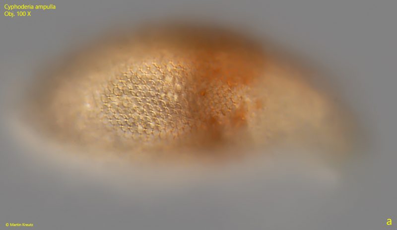Cyphoderia ampulla – Real Micro Life