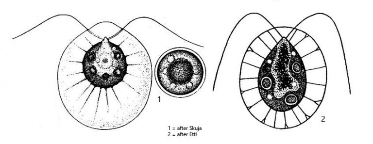 Haematococcus lacustris – Real Micro Life
