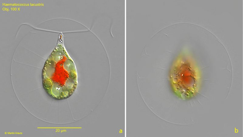 Haematococcus lacustris – Real Micro Life