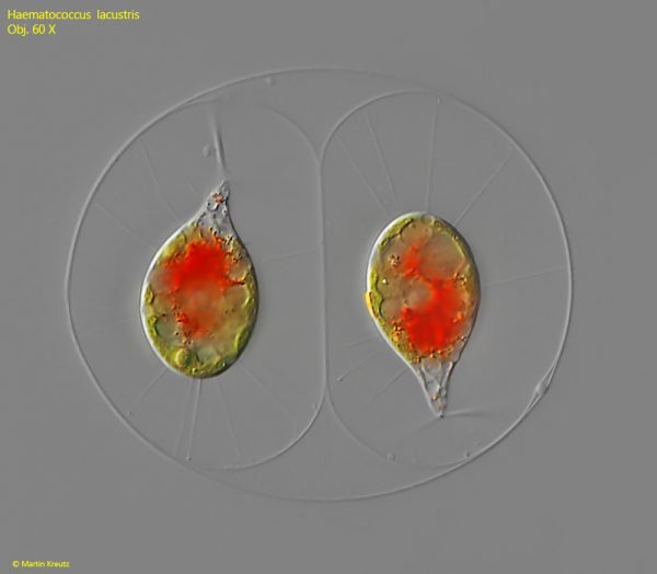 Haematococcus lacustris – Real Micro Life