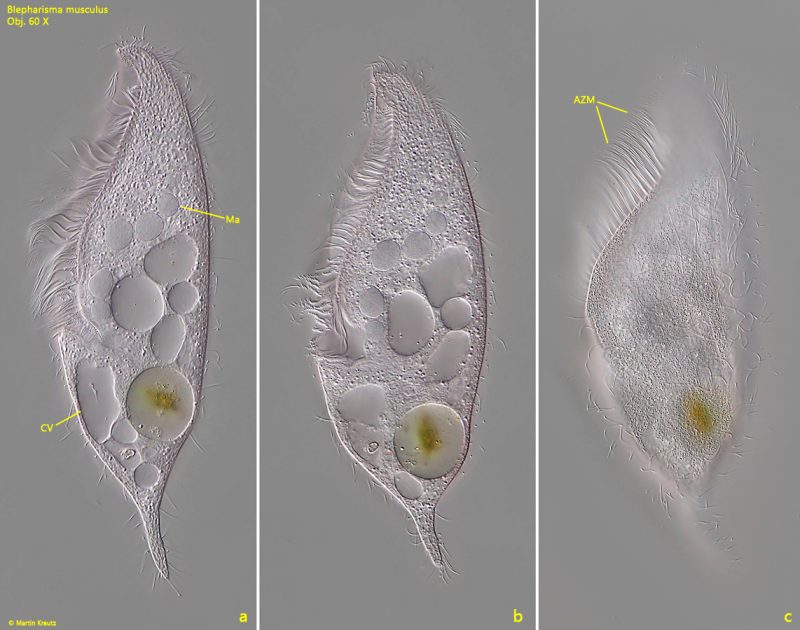 Blepharisma musculus – Real Micro Life