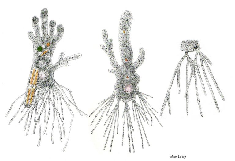 Amoeba proteus – Real Micro Life