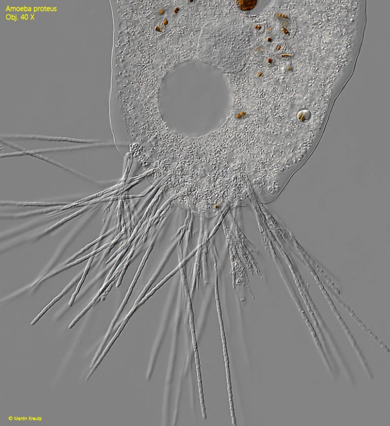 Amoeba proteus – Real Micro Life