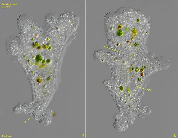 Amoeba proteus – Real Micro Life