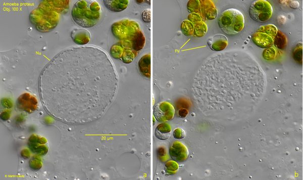 Amoeba proteus – Real Micro Life