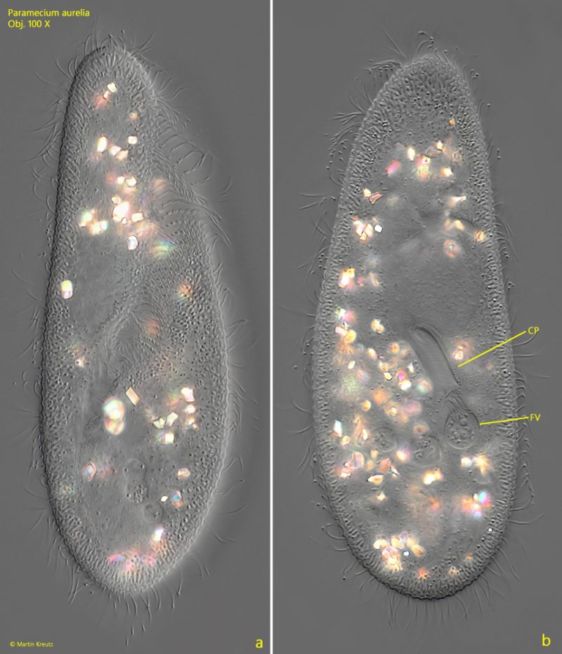Paramecium aurelia – Real Micro Life
