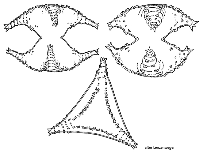 Staurastrum traunsteineri – Real Micro Life