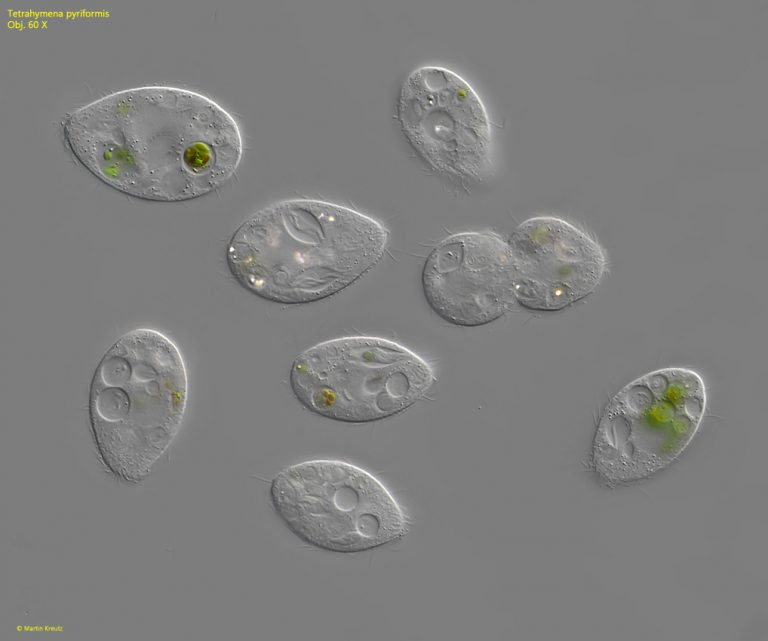 Tetrahymena pyriformis – Real Micro Life