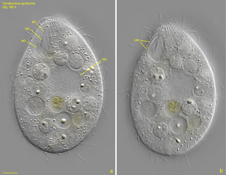 Tetrahymena pyriformis – Real Micro Life