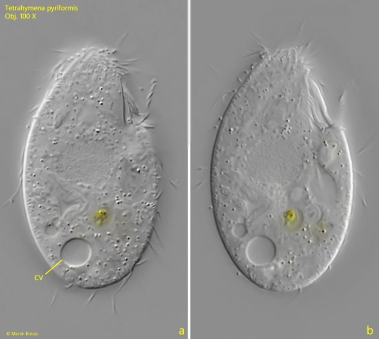 Tetrahymena pyriformis – Real Micro Life
