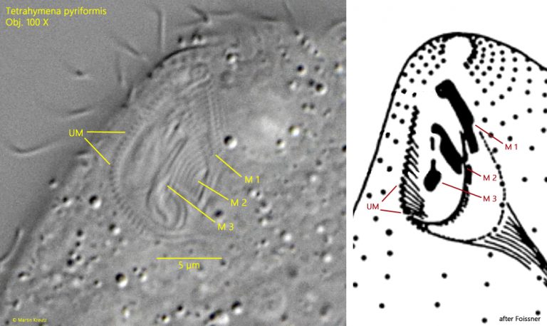 Tetrahymena pyriformis – Real Micro Life
