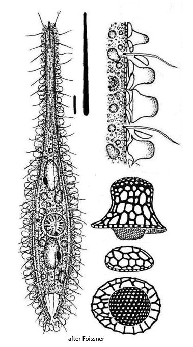 Sleighophrys pustulata – Real Micro Life